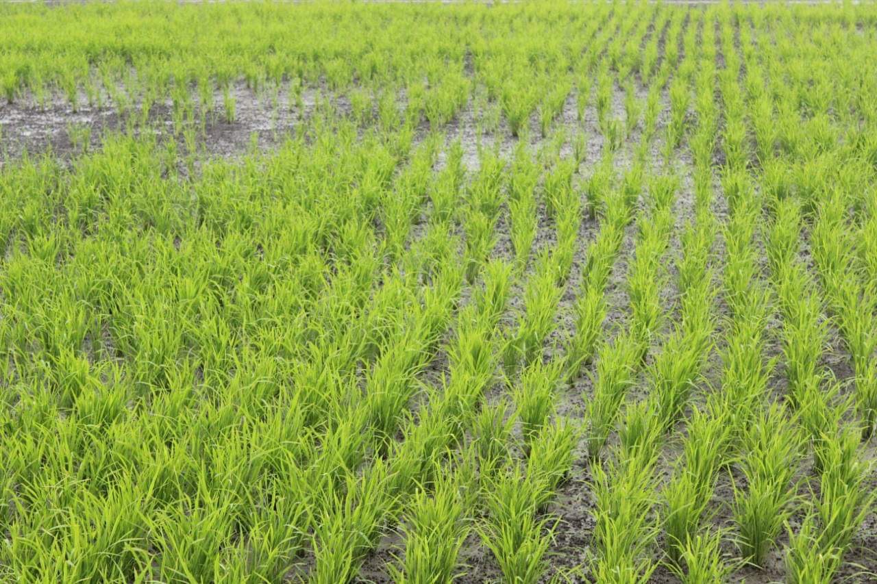 Becoming the good soil