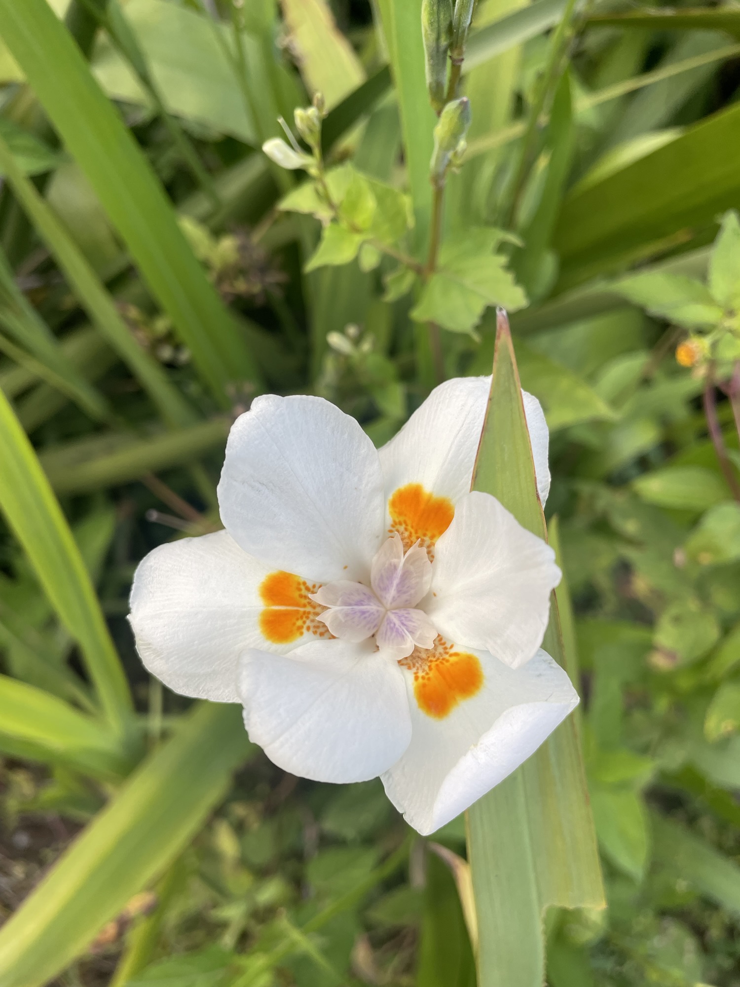 Tula at paalala sa araw ng mga puso